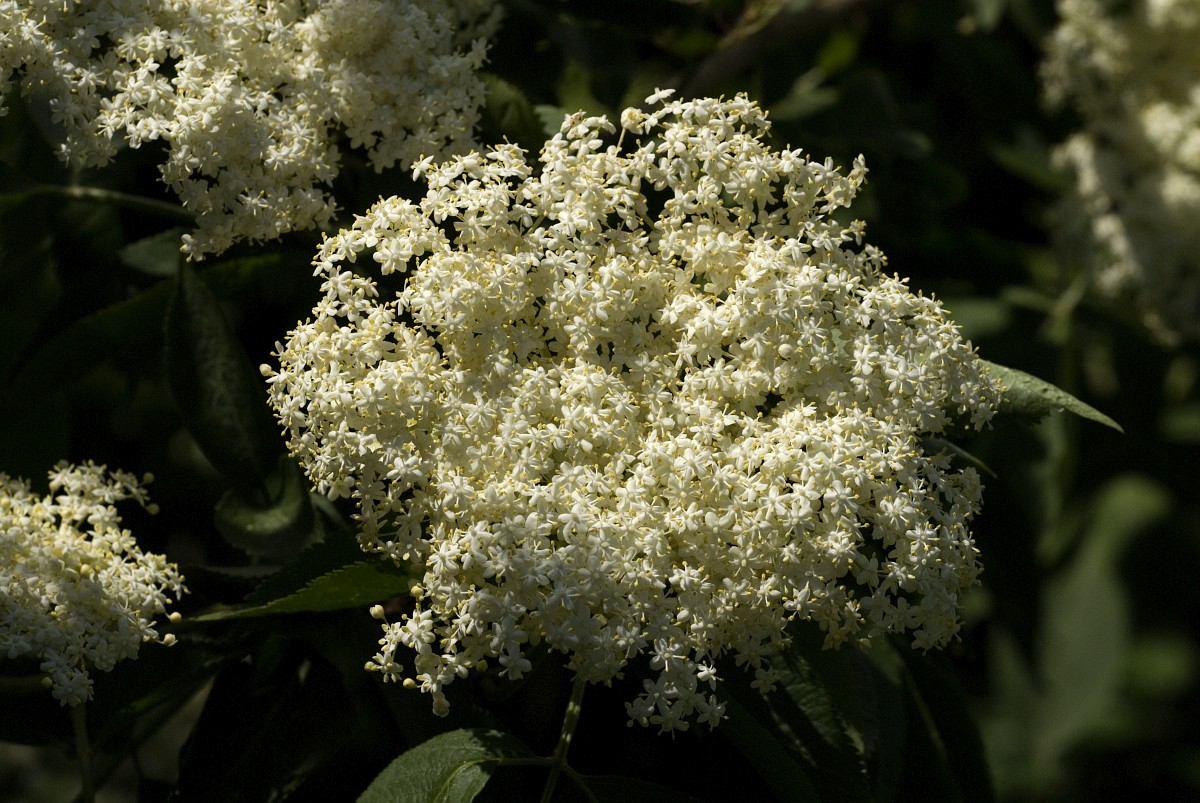 Sambucus nigra, Common Elder