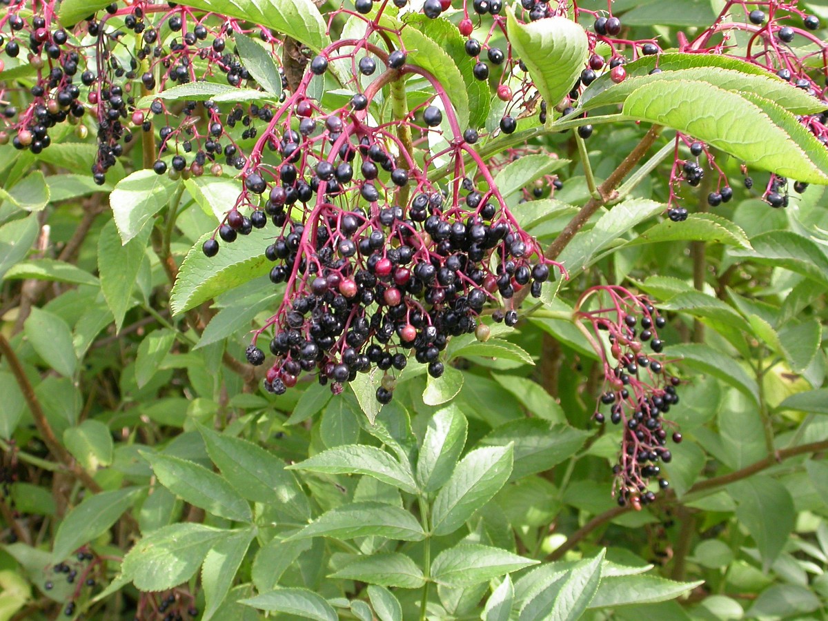 Sambucus nigra, Common Elder