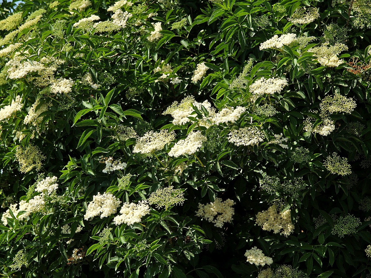 Sambucus nigra, Common Elder