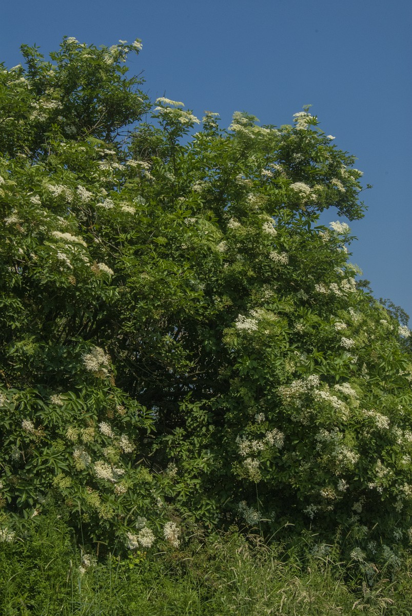 Sambucus nigra, Common Elder