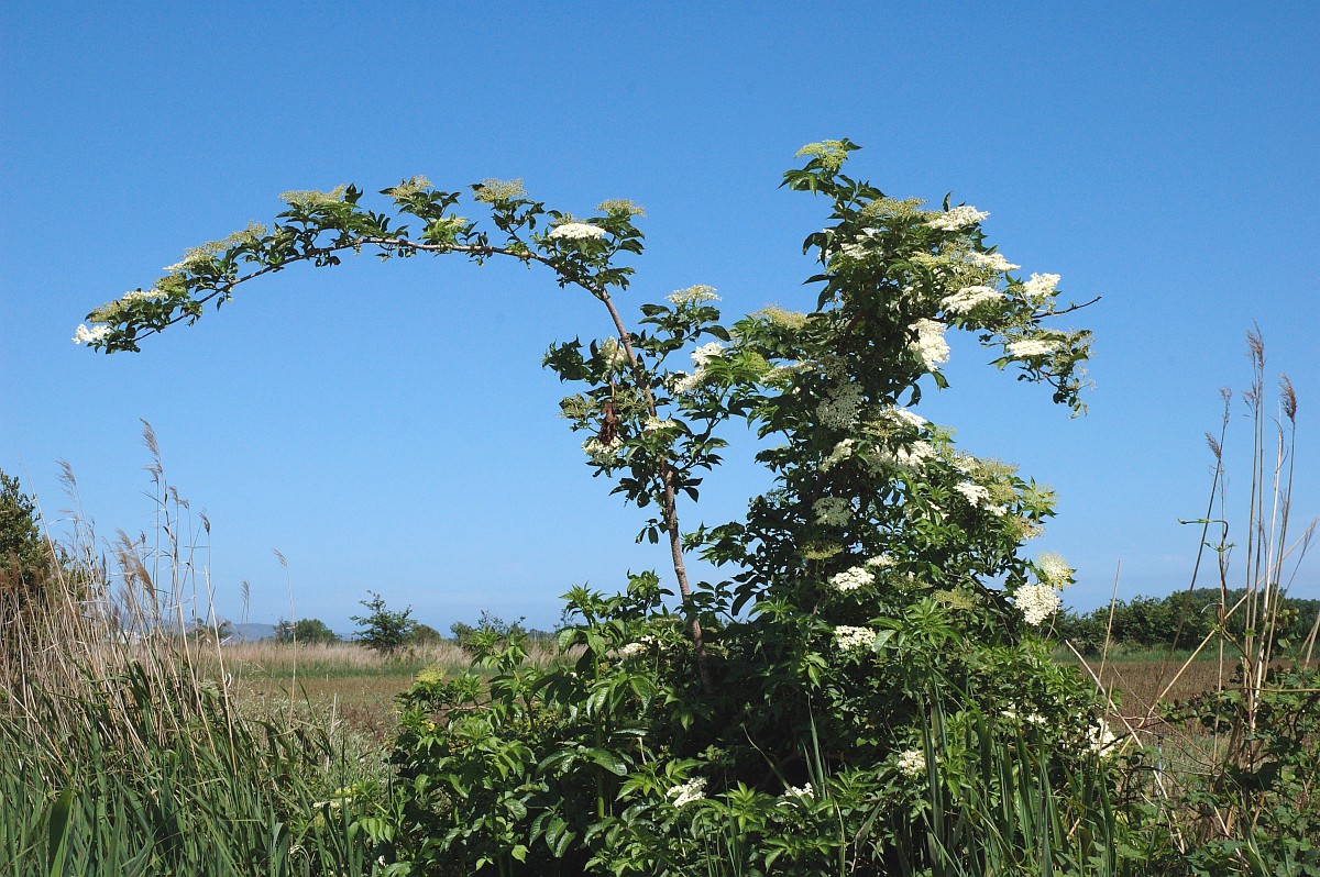 Sambucus nigra, Common Elder