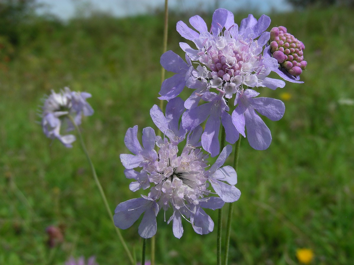 Scabiosa columbaria, Small Scabious