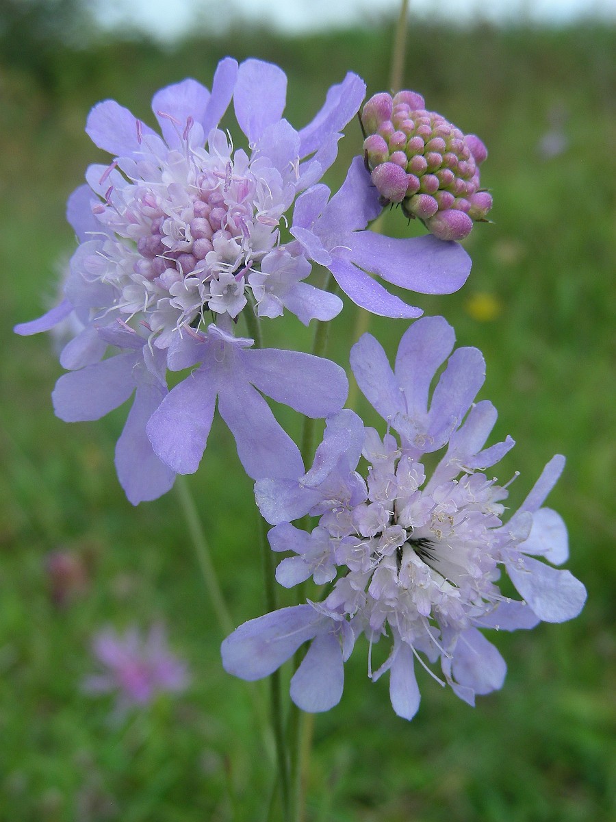 Scabiosa columbaria, Small Scabious