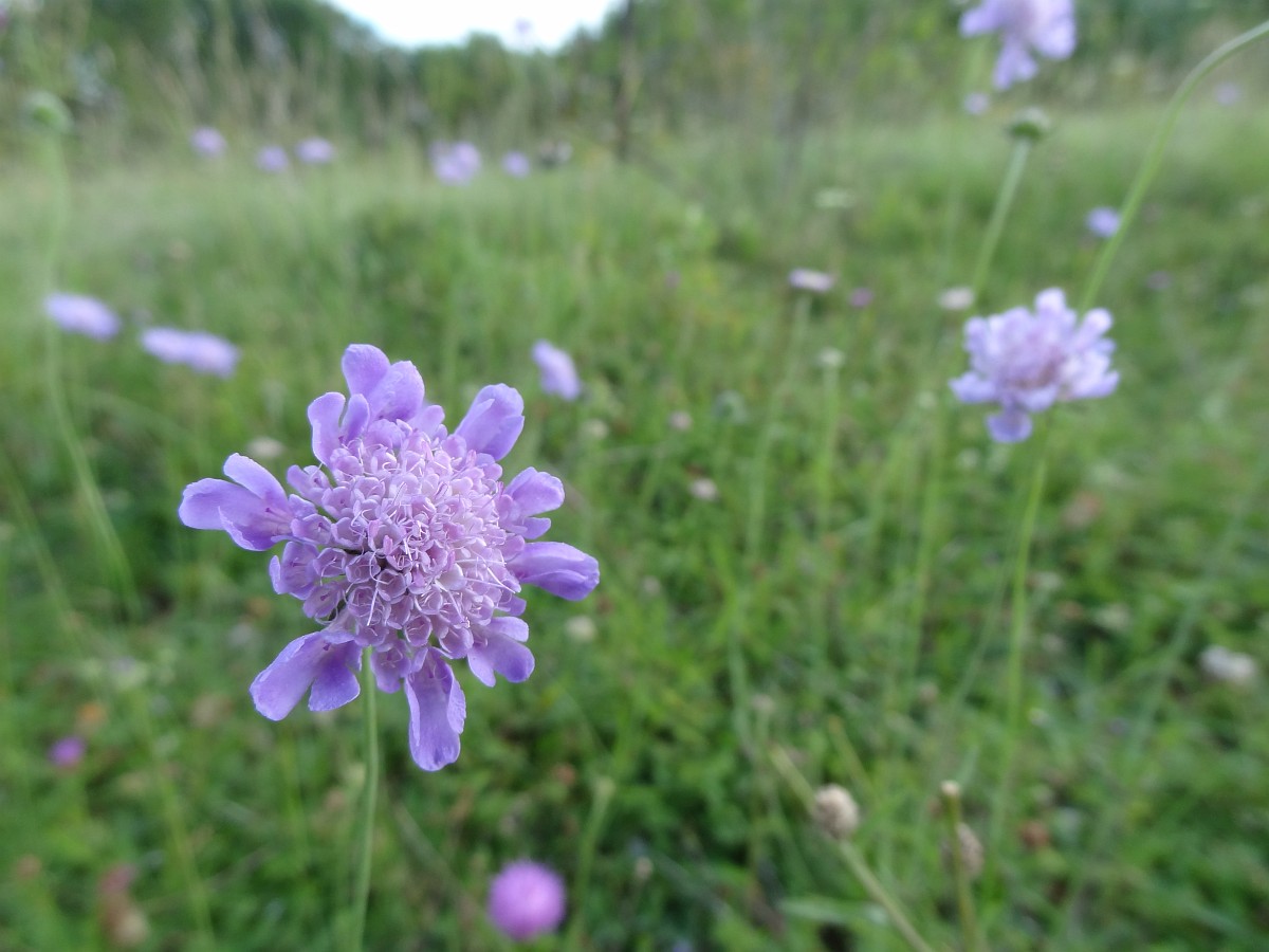 Scabiosa columbaria, Small Scabious