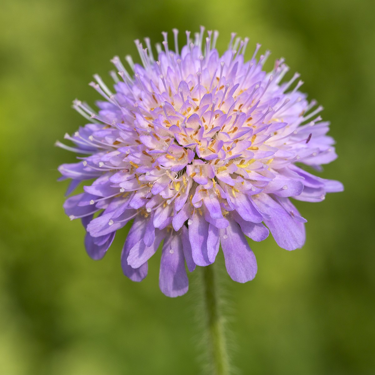 Scabiosa columbaria, Small Scabious