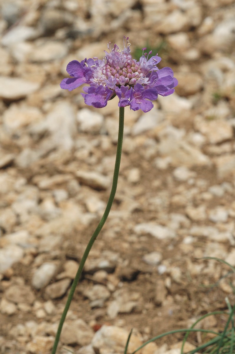 Scabiosa columbaria, Small Scabious