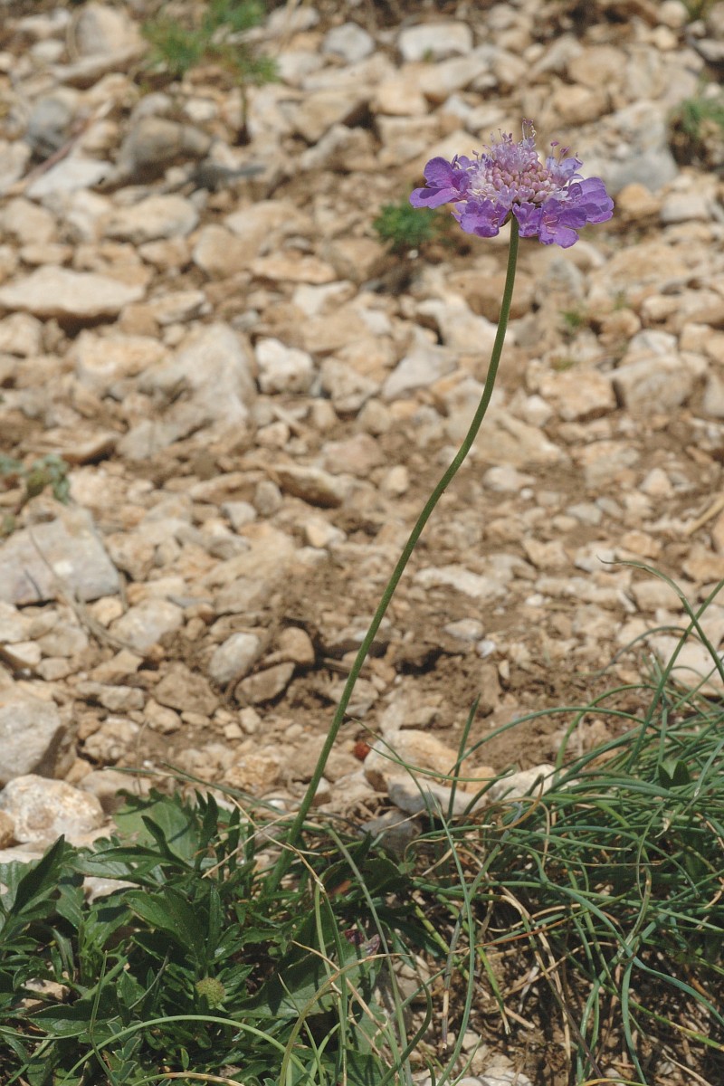 Scabiosa columbaria, Small Scabious