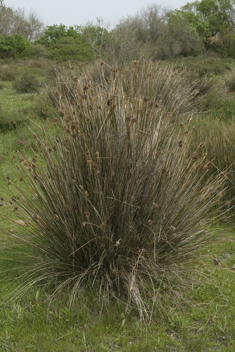 Scirpoides holoschoenus, Round-headed Club-rush
