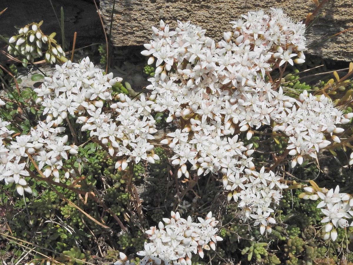 Sedum album, White Stonecrop
