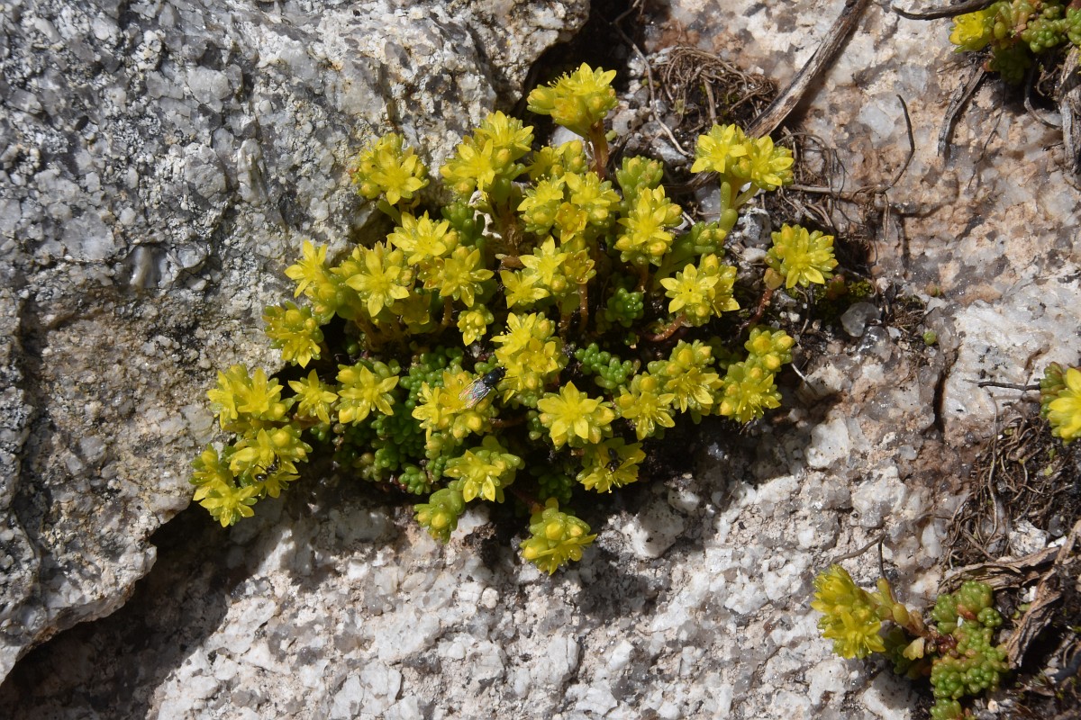 Sedum annuum