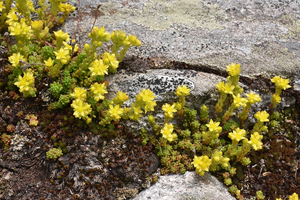 Sedum annuum