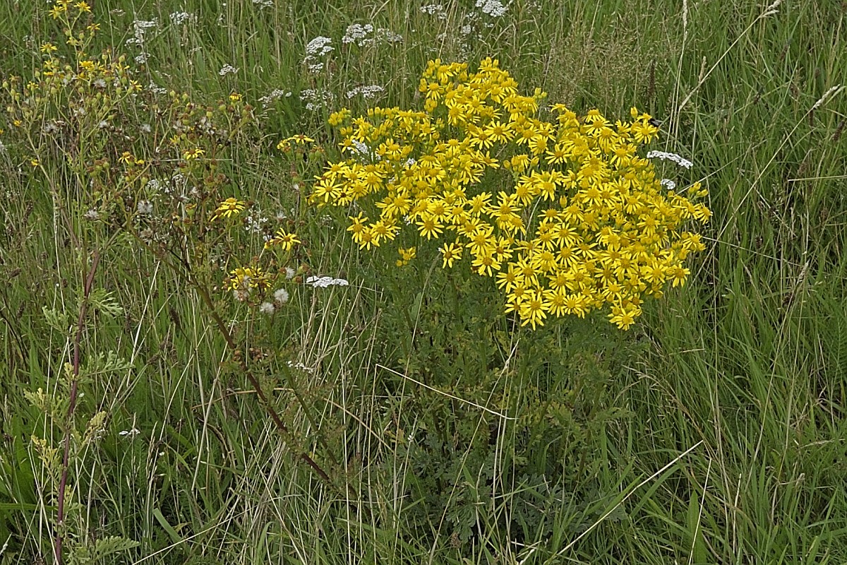 Senecio jacobaea, Common Ragwort