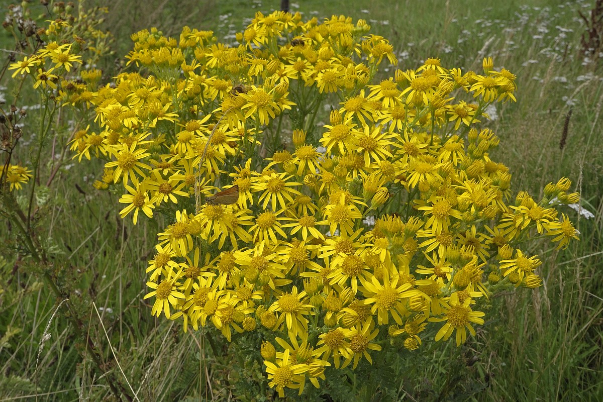 Senecio jacobaea, Common Ragwort