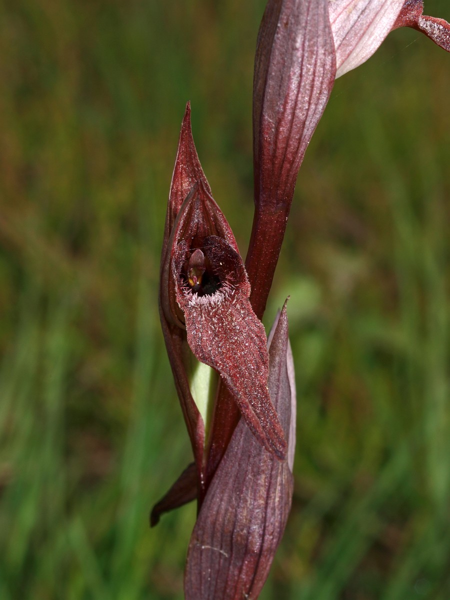 Serapias vomeracea, Long Lipped Serapias