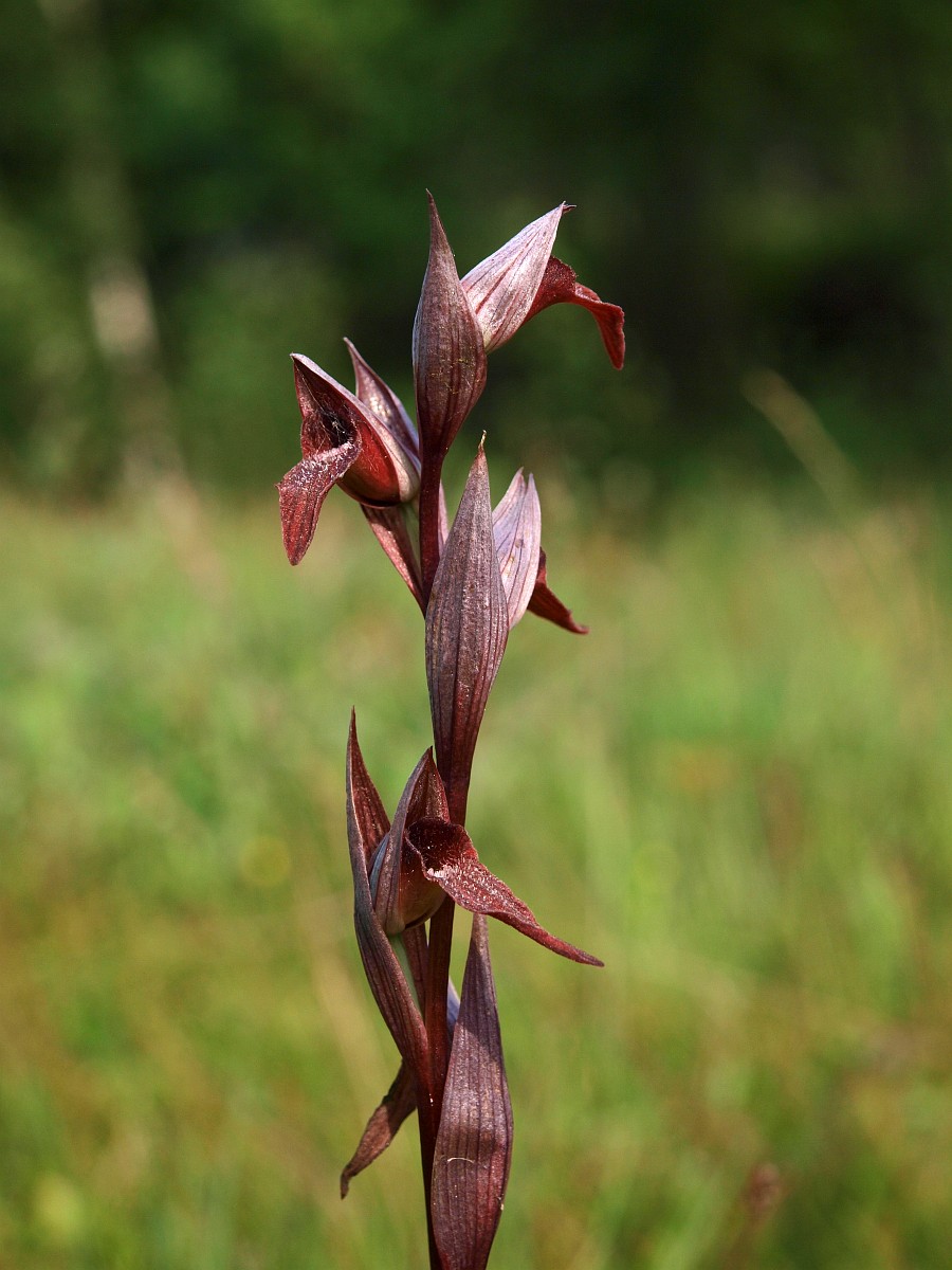Serapias vomeracea, Long Lipped Serapias