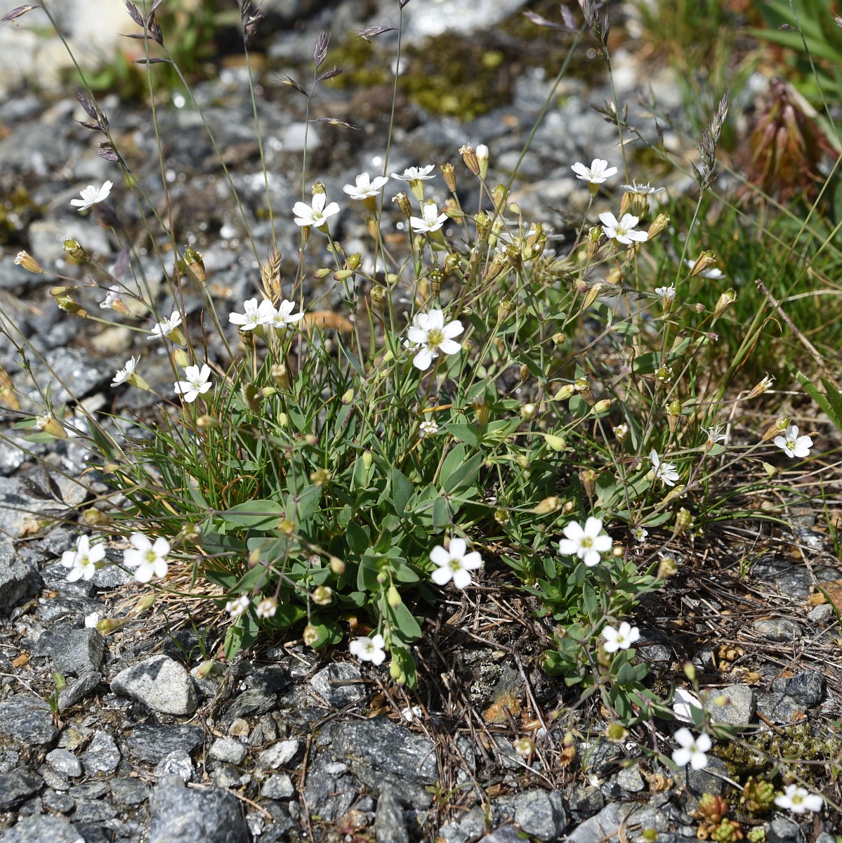 Silene rupestris, Rock Campion