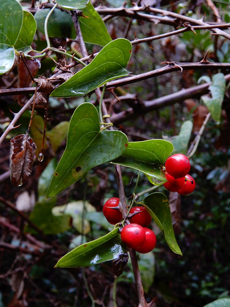 Smilax aspera, Prickly Ivy