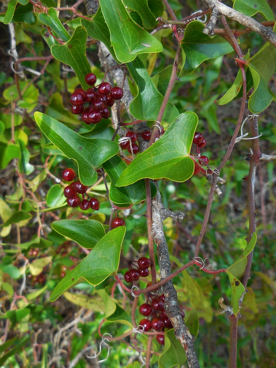 Smilax aspera, Prickly Ivy