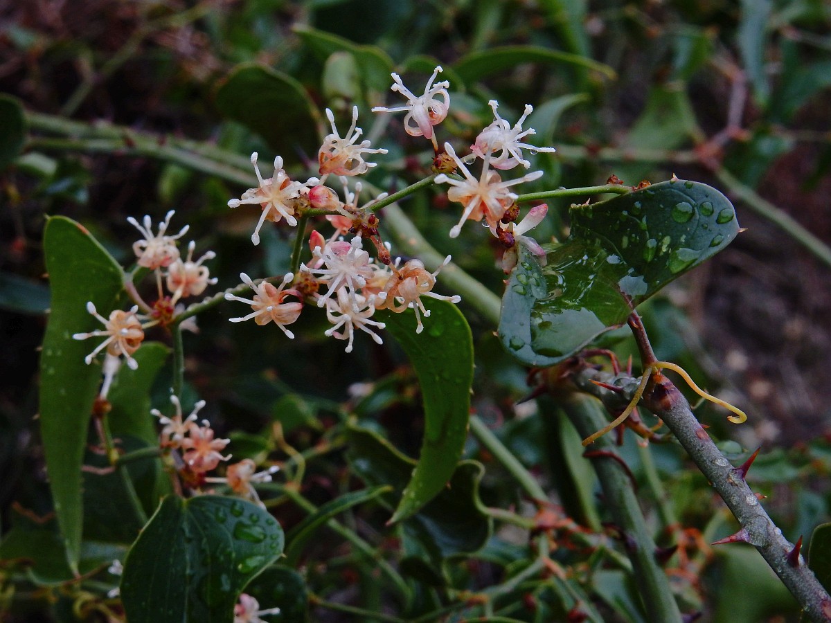 Smilax aspera, Prickly Ivy