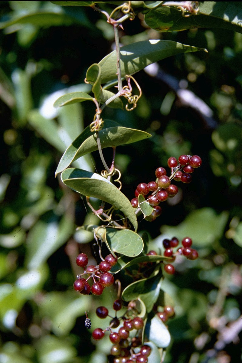Smilax aspera, Prickly Ivy