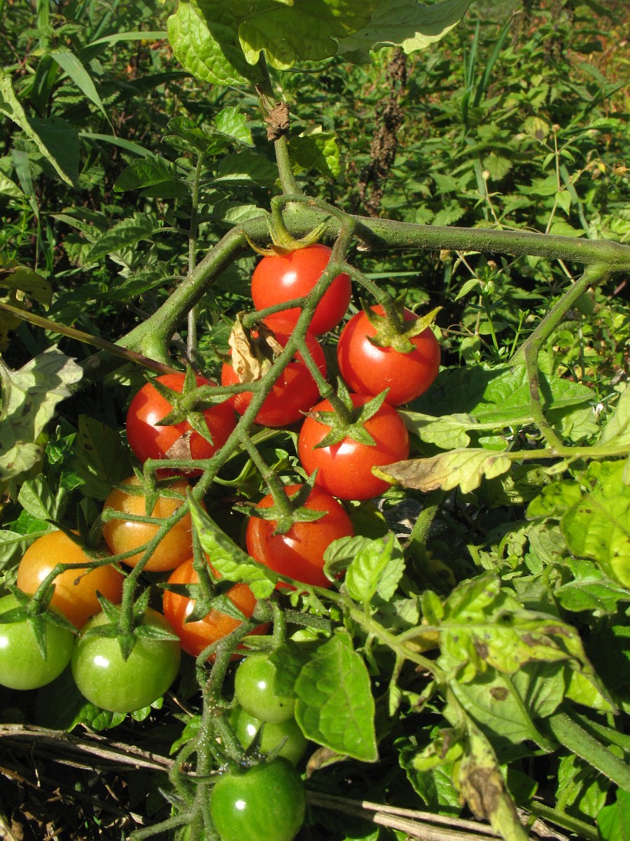 Solanum lycopersicum, Tomato