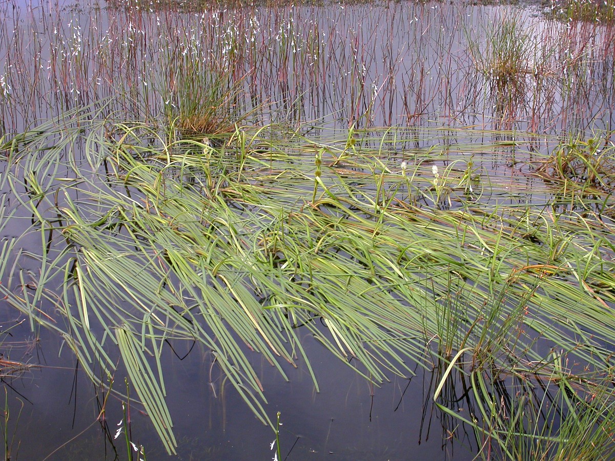 Sparganium angustifolium, Floating Bur-reed