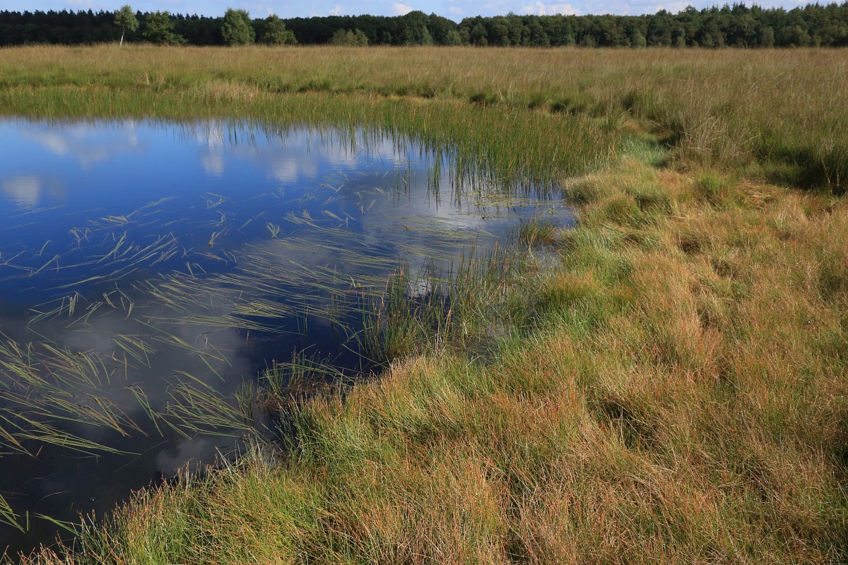 Sparganium angustifolium, Floating Bur-reed