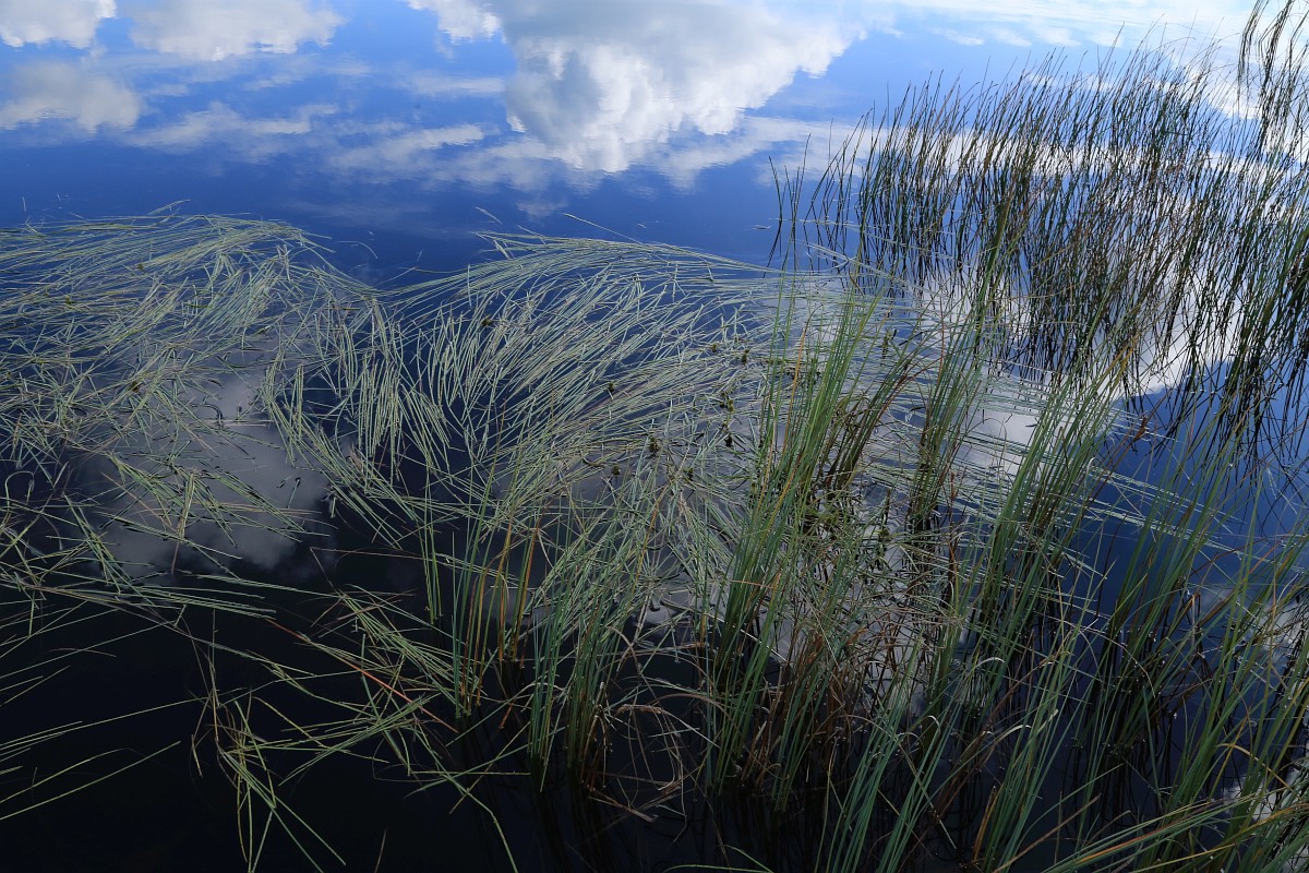 Sparganium angustifolium, Floating Bur-reed