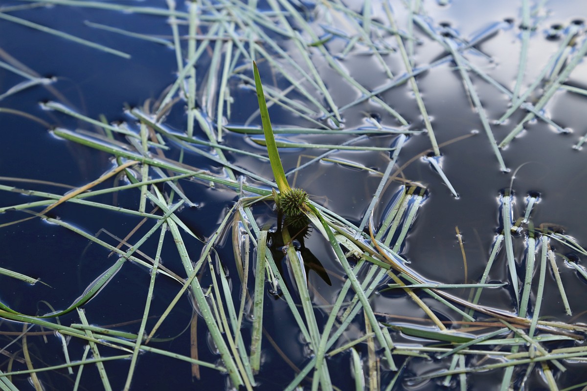 Sparganium angustifolium, Floating Bur-reed
