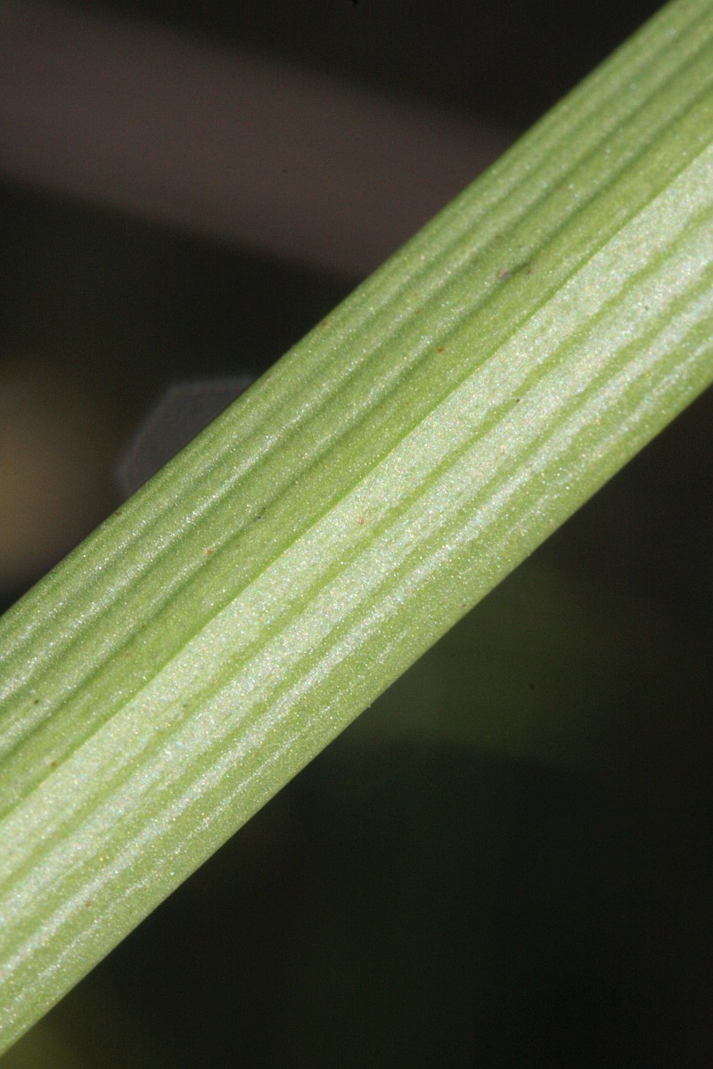 Sparganium angustifolium, Floating Bur-reed