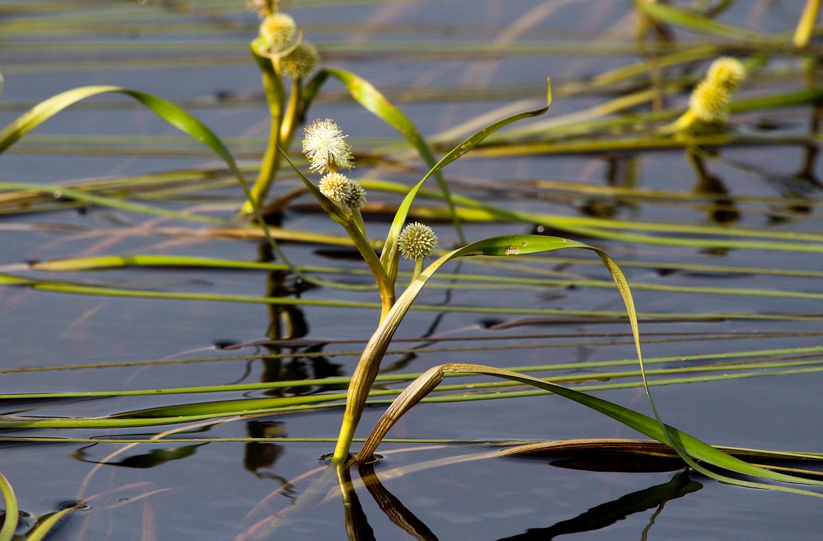 Sparganium angustifolium, Floating Bur-reed