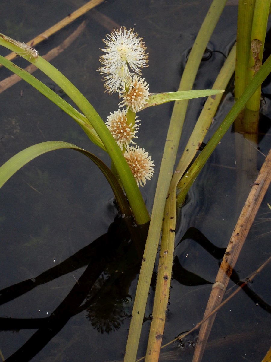 Sparganium angustifolium, Floating Bur-reed