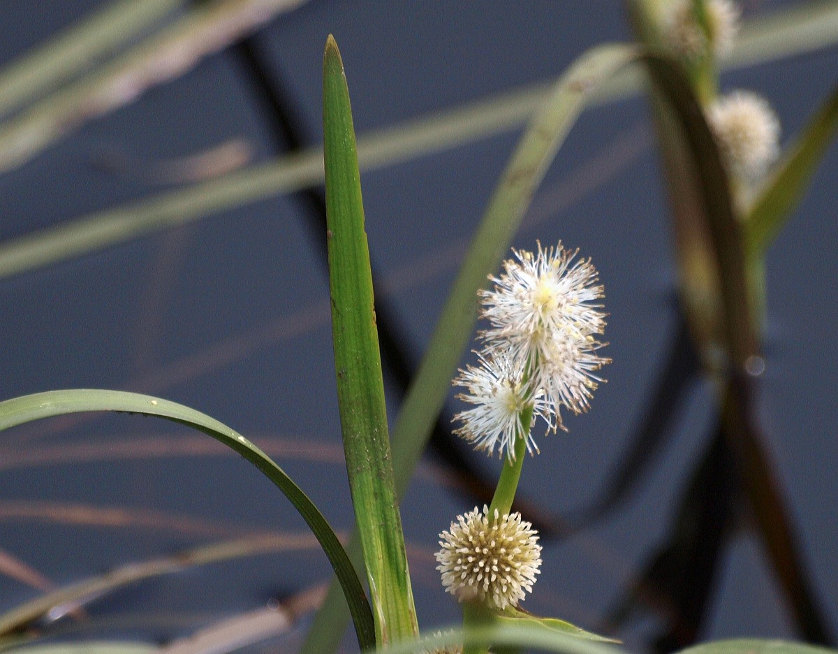 Sparganium angustifolium, Floating Bur-reed