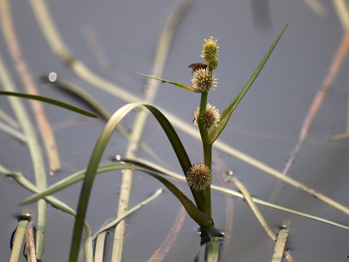 Sparganium angustifolium, Floating Bur-reed