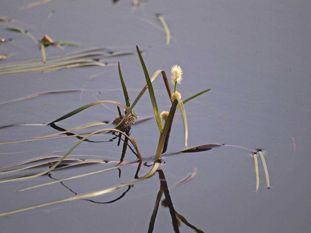 Sparganium angustifolium, Floating Bur-reed