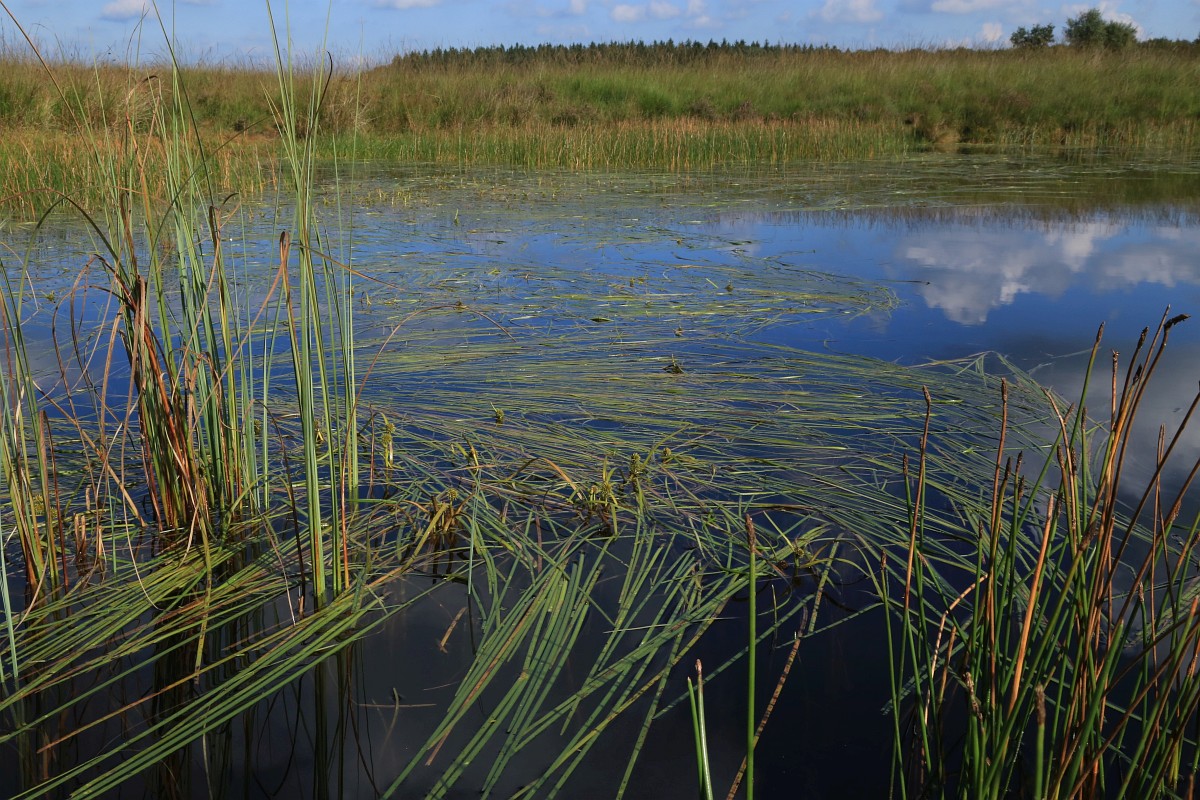 Sparganium angustifolium, Floating Bur-reed