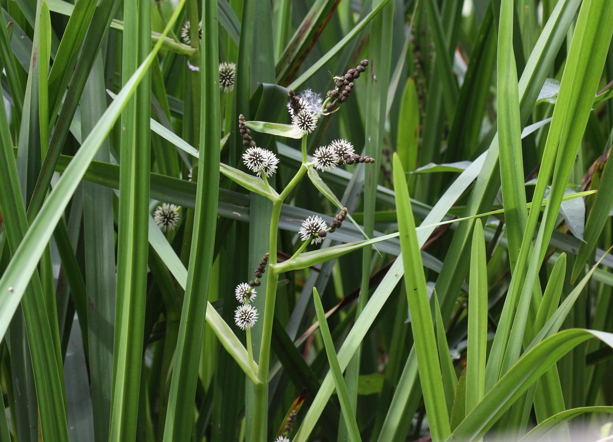 Sparganium erectum, Branched Bur-reed
