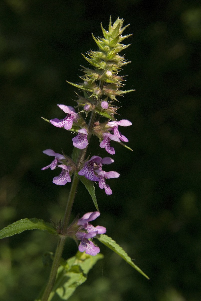 Stachys palustris, Marsh Woundwort