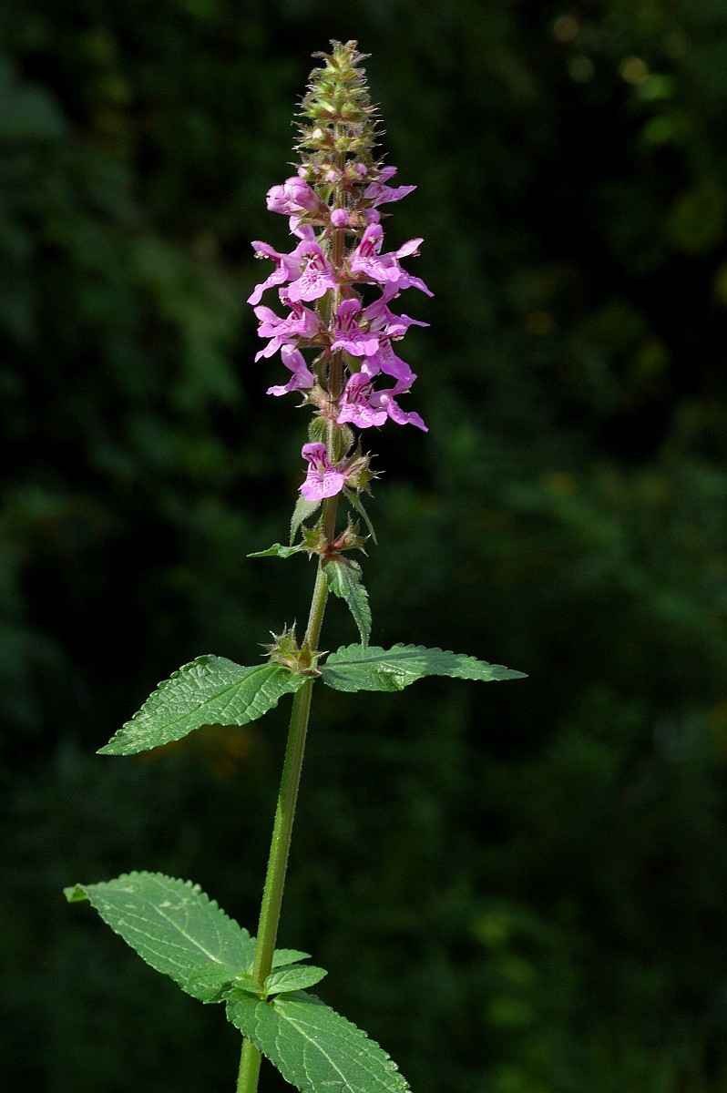 Stachys palustris, Marsh Woundwort