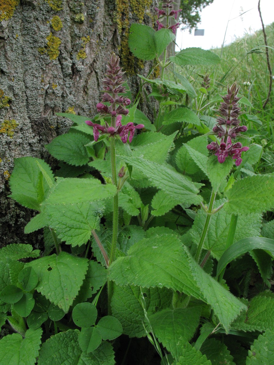 Stachys sylvatica, Hedge Woundwort