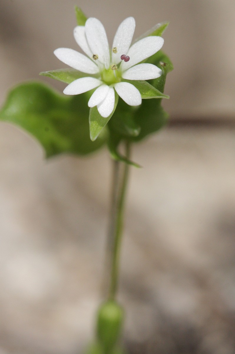 Stellaria neglecta, Greater Chickweed