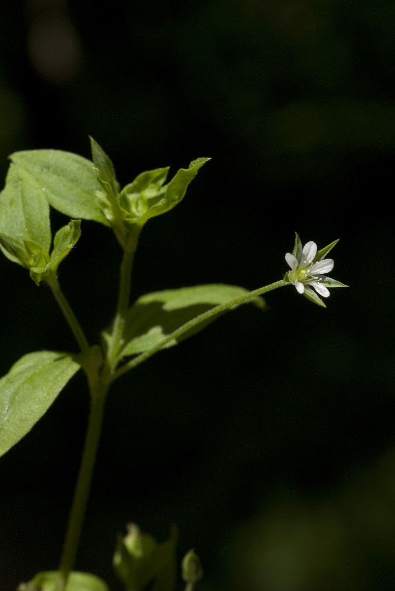 Stellaria neglecta, Greater Chickweed