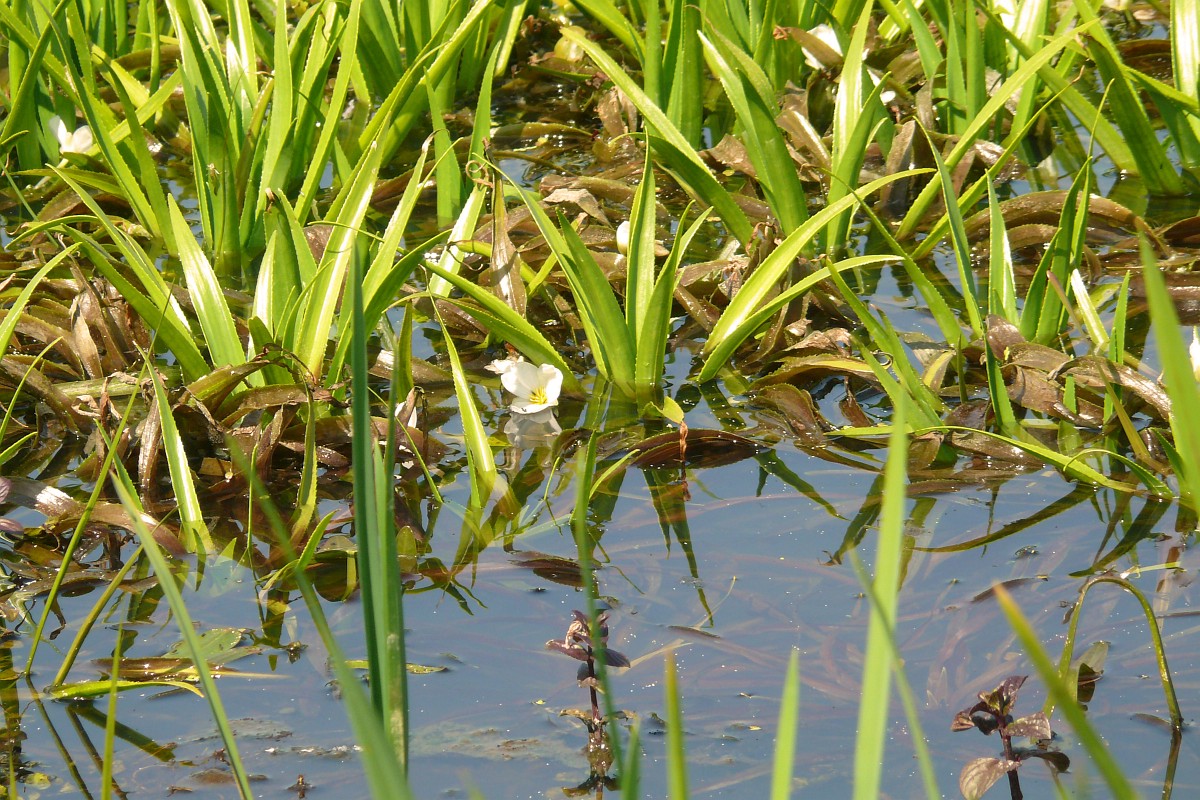 Stratiotes aloides, Water Soldier