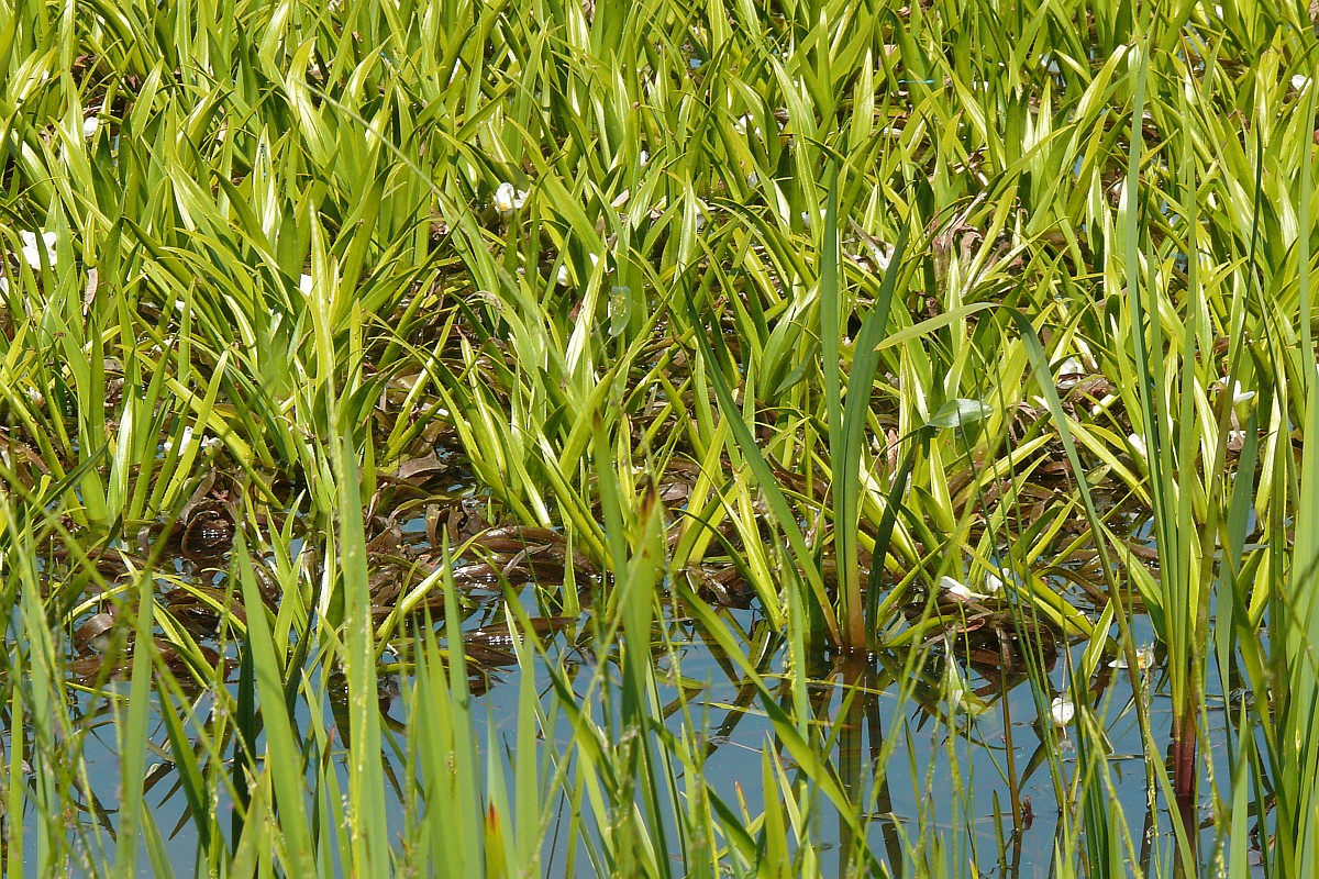 Stratiotes aloides, Water Soldier