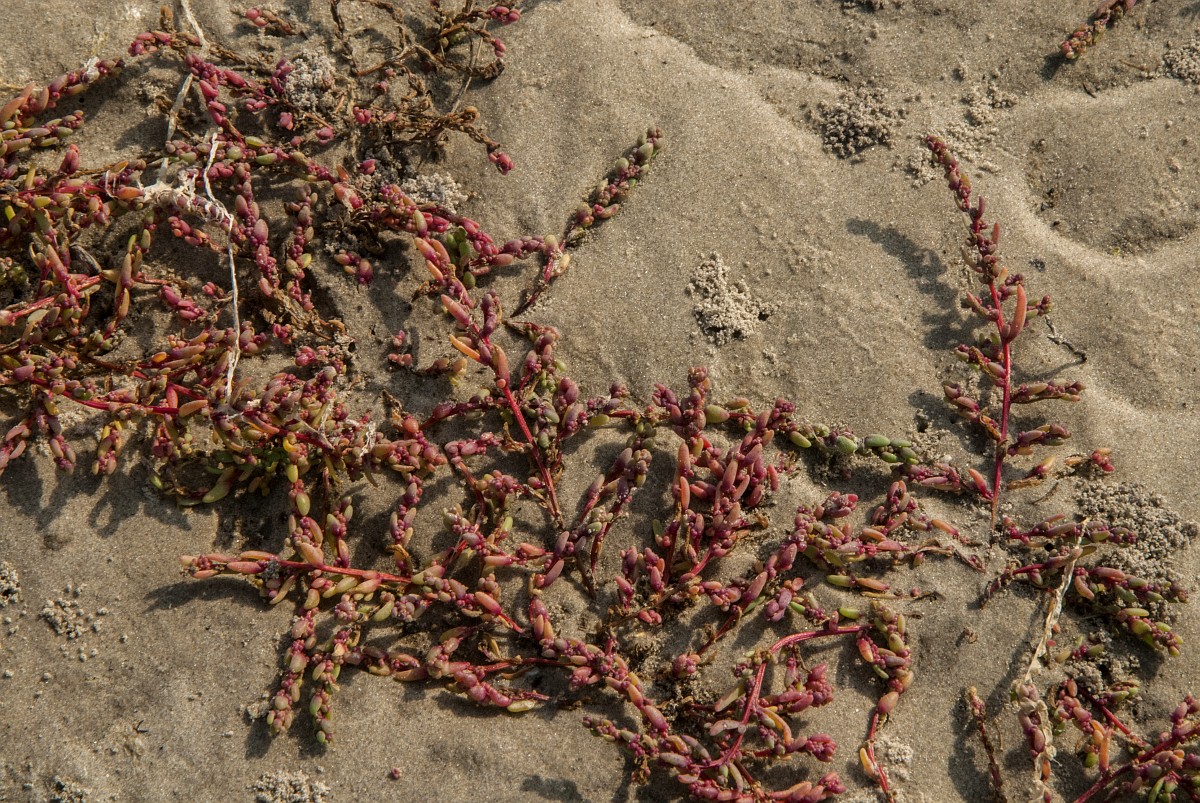 Suaeda maritima, Sea Blite