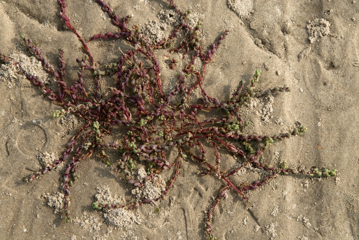Suaeda maritima, Sea Blite