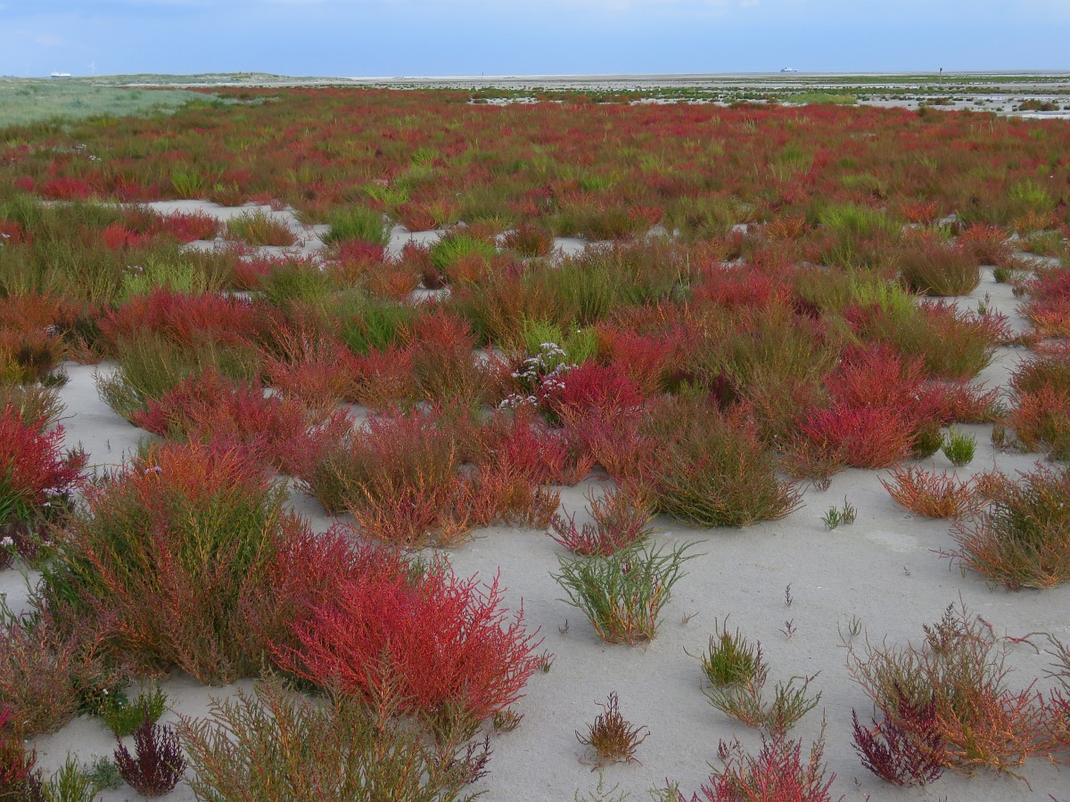 Suaeda maritima, Sea Blite