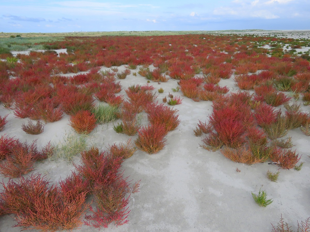 Suaeda maritima, Sea Blite