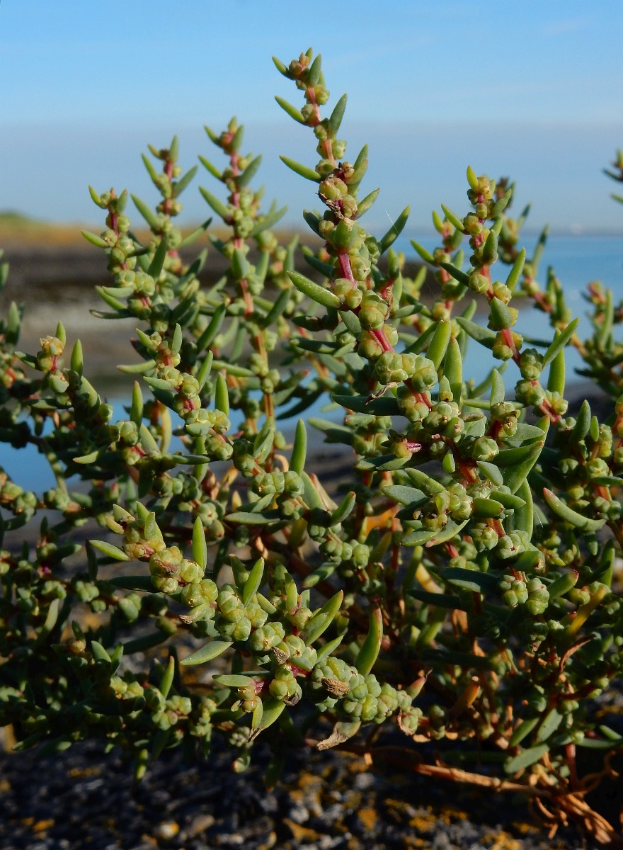 Suaeda maritima, Sea Blite
