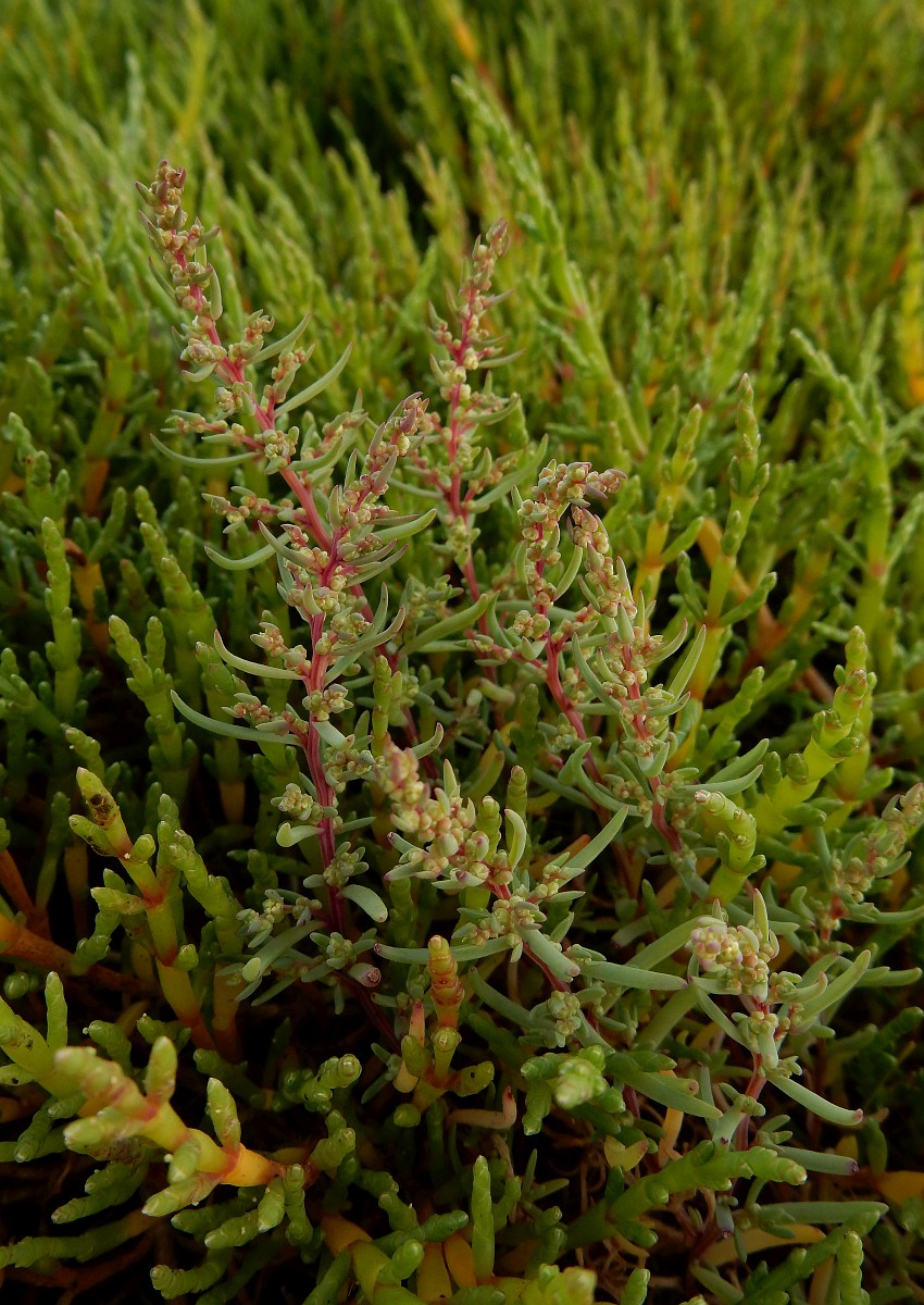 Suaeda maritima, Sea Blite